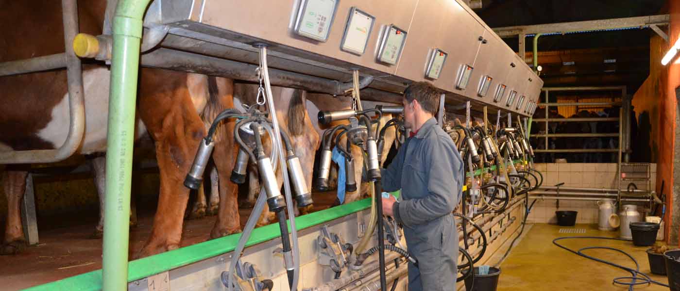 Comment améliorer les performances de production laitière