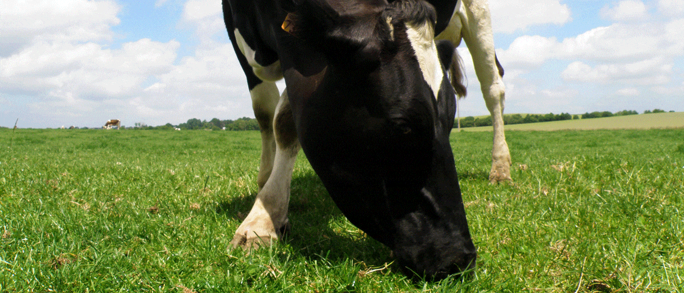 Comment réussir sa saison de pâturage ? Nos conseils pour y parvenir