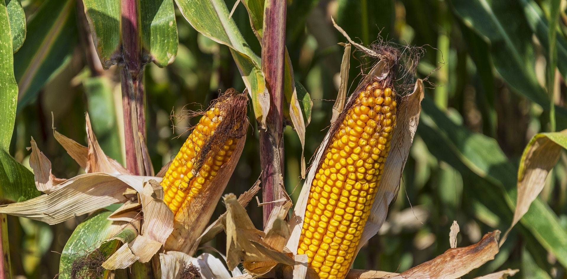 [Observatoire Mycotoxine] De fortes disparités régionales et des ...
